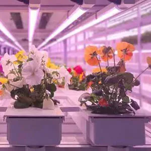 Leading Led Grow Light Factory in China | 16 Years Experiences